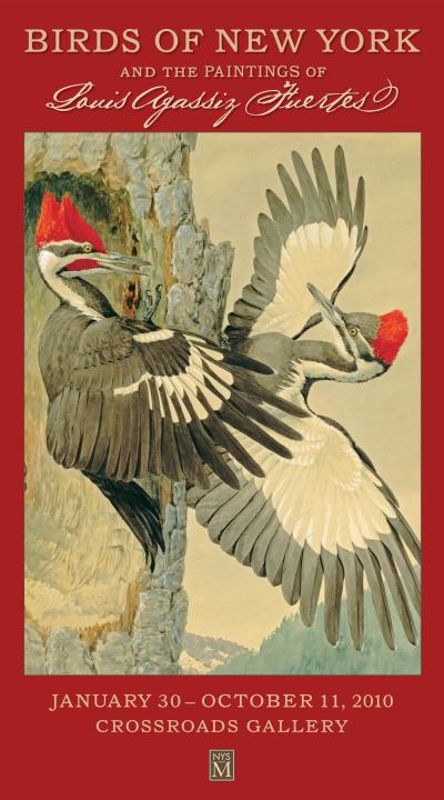 Birds of New York and the Paintings of Louis Agassiz Fuertes | The New ...