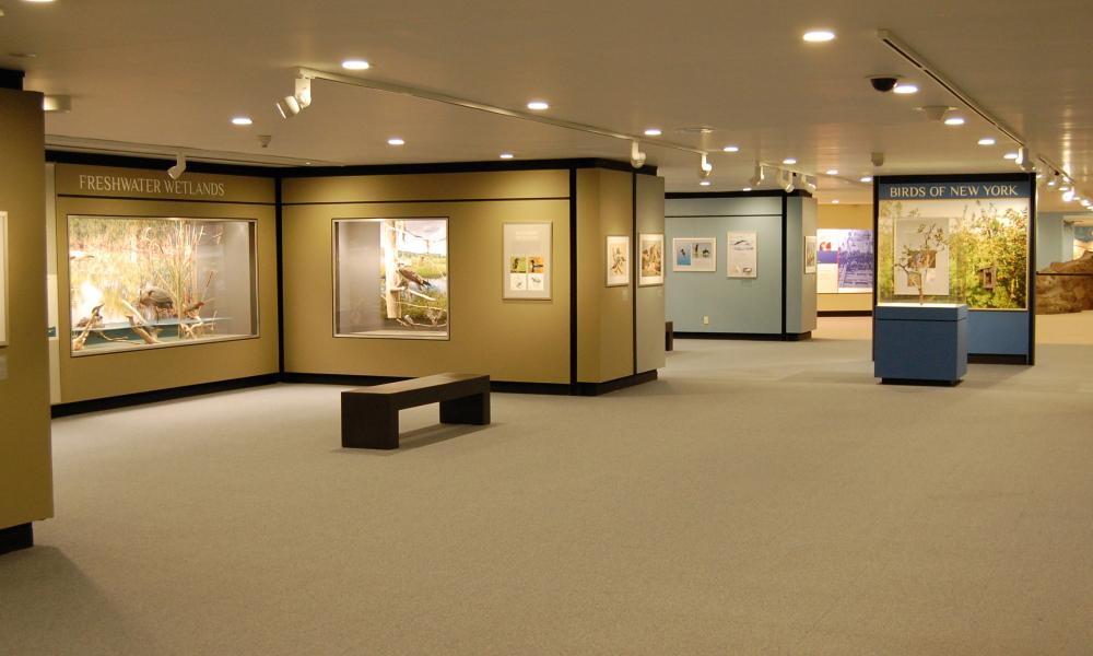 Birds of New York | The New York State Museum